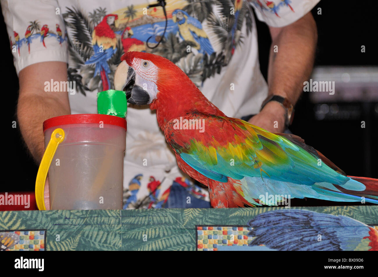 Smart parrots hi-res stock photography and images - Alamy