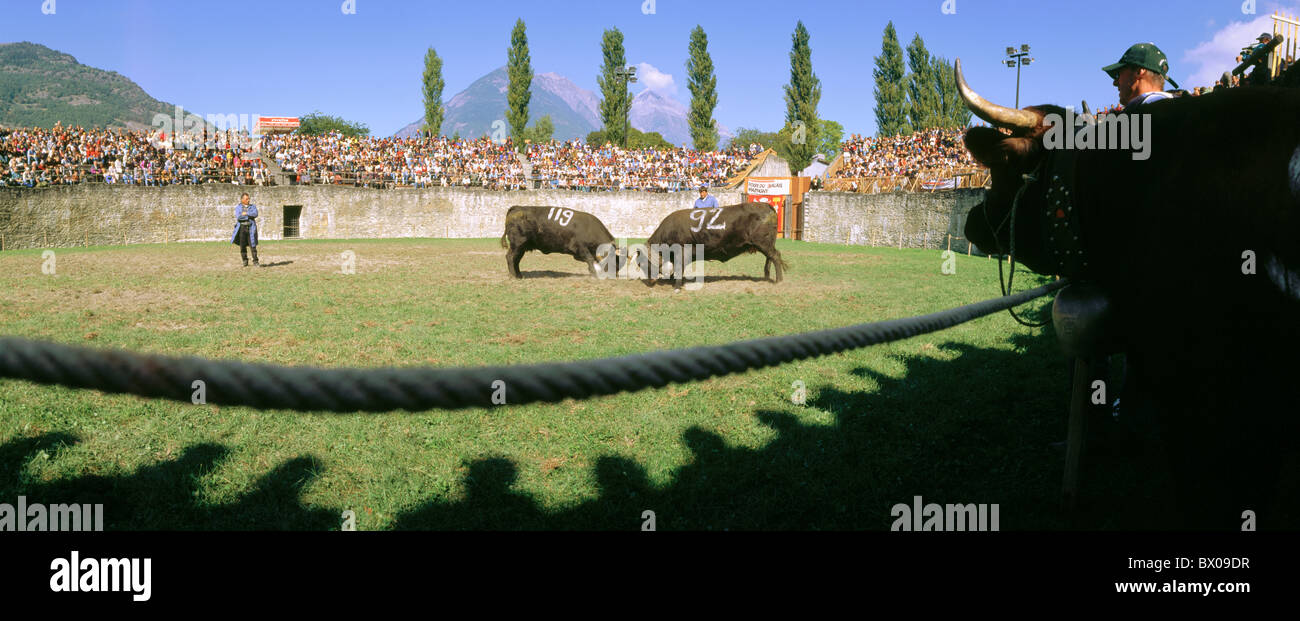 Vache Herens Eringer Eringerkuhe arena folklore Switzerland tradition ...