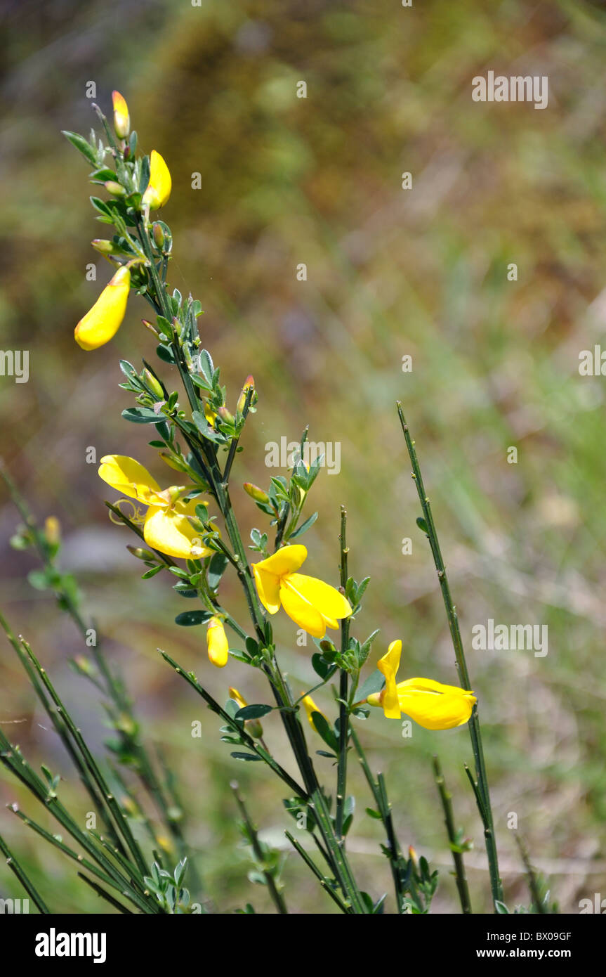 Lotus scoparius hi-res stock photography and images - Alamy