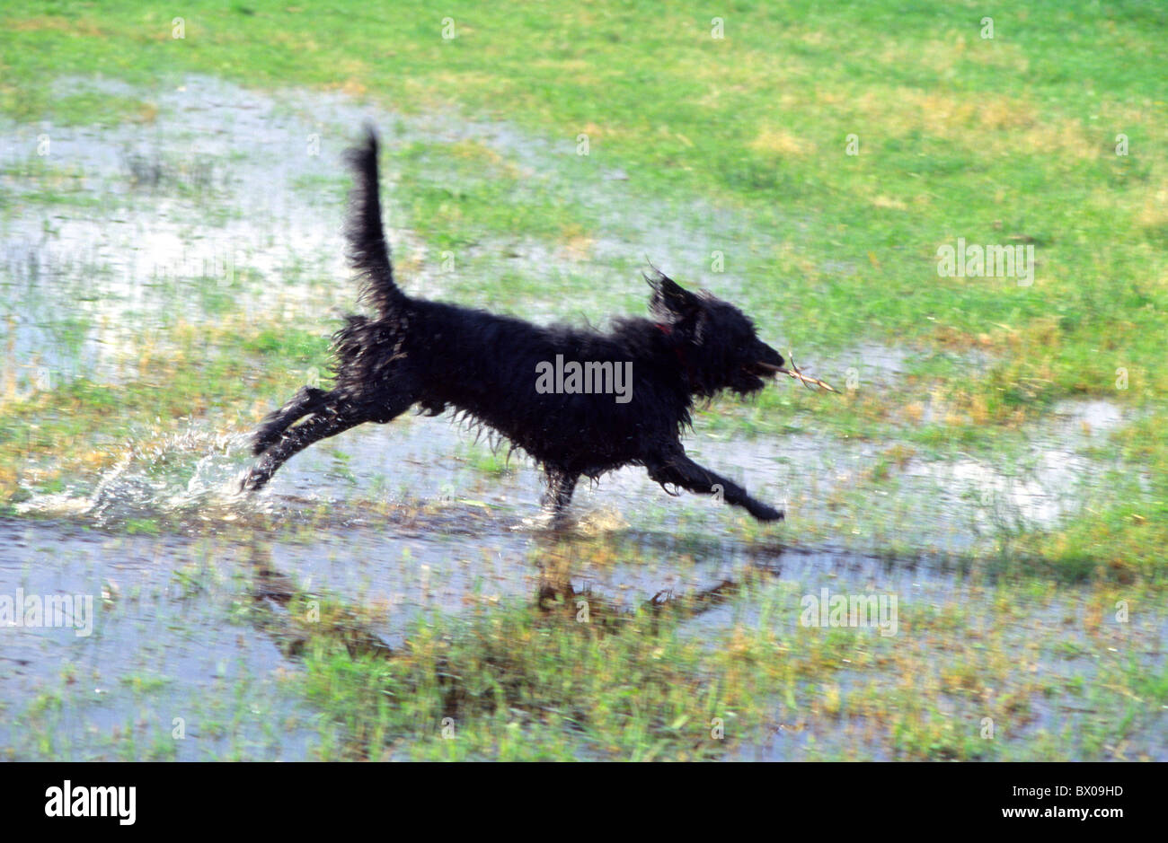 activity field dog scenery nature play game play animal beast pool ...