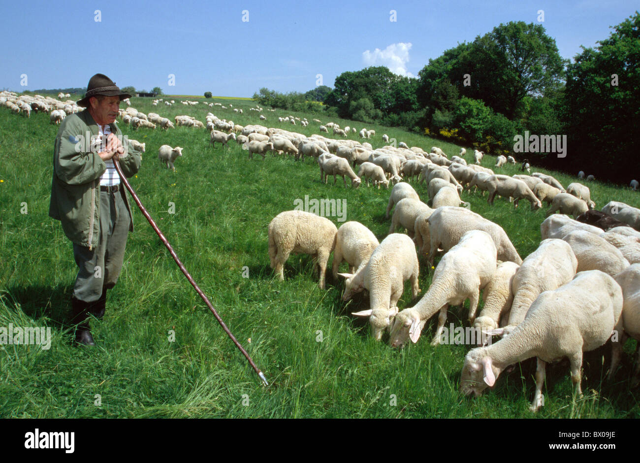 field spring shepherd season scenery agriculture man men person person ...