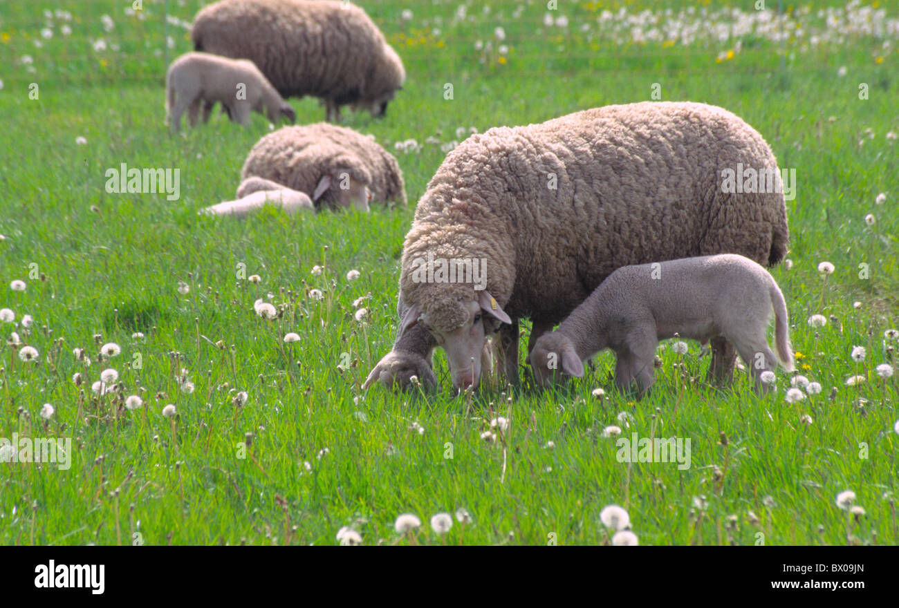 field spring season lamb scenery agriculture nature sheep flock of ...