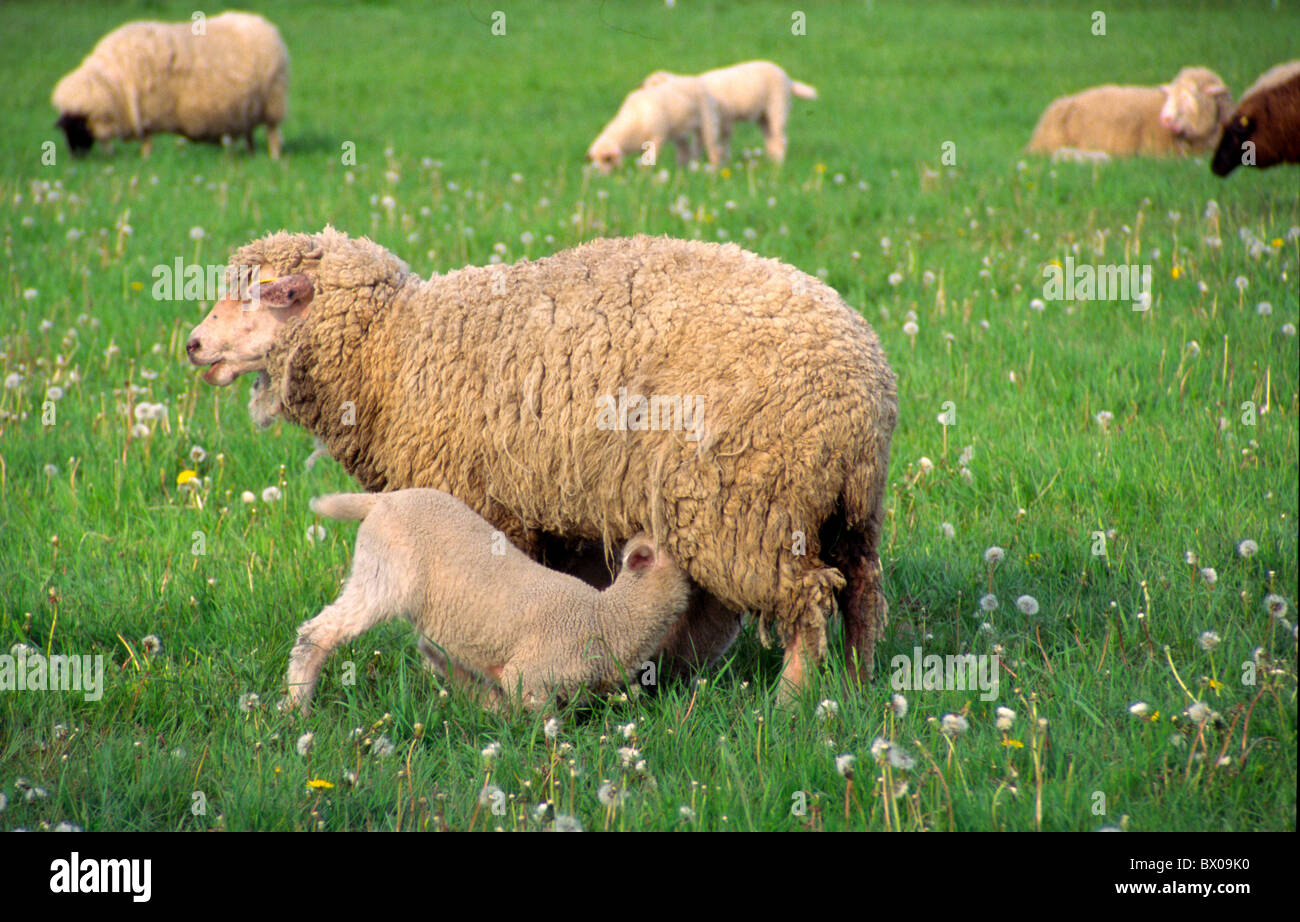 field spring season lamb scenery agriculture nature mammal sheep flock ...