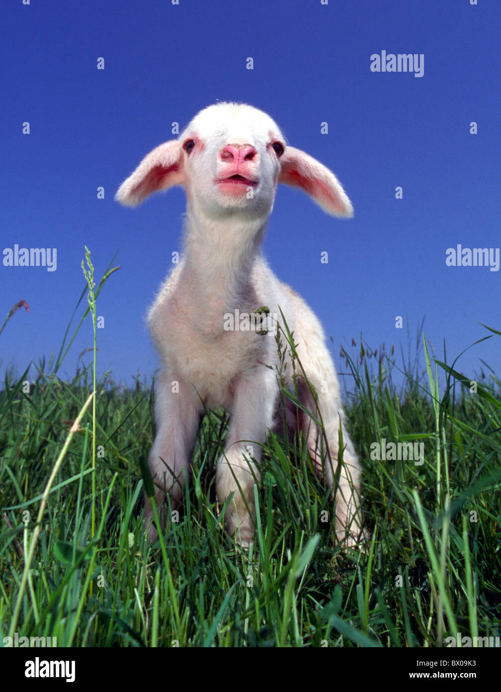 alone carefully attention emotion field feeling emotion lamb scenery ...