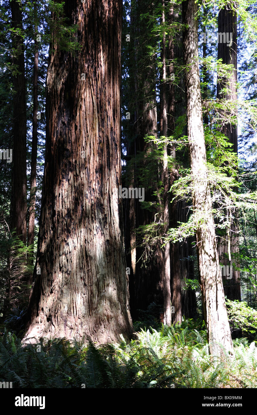 Redwoods National Park, California, USA Stock Photo - Alamy