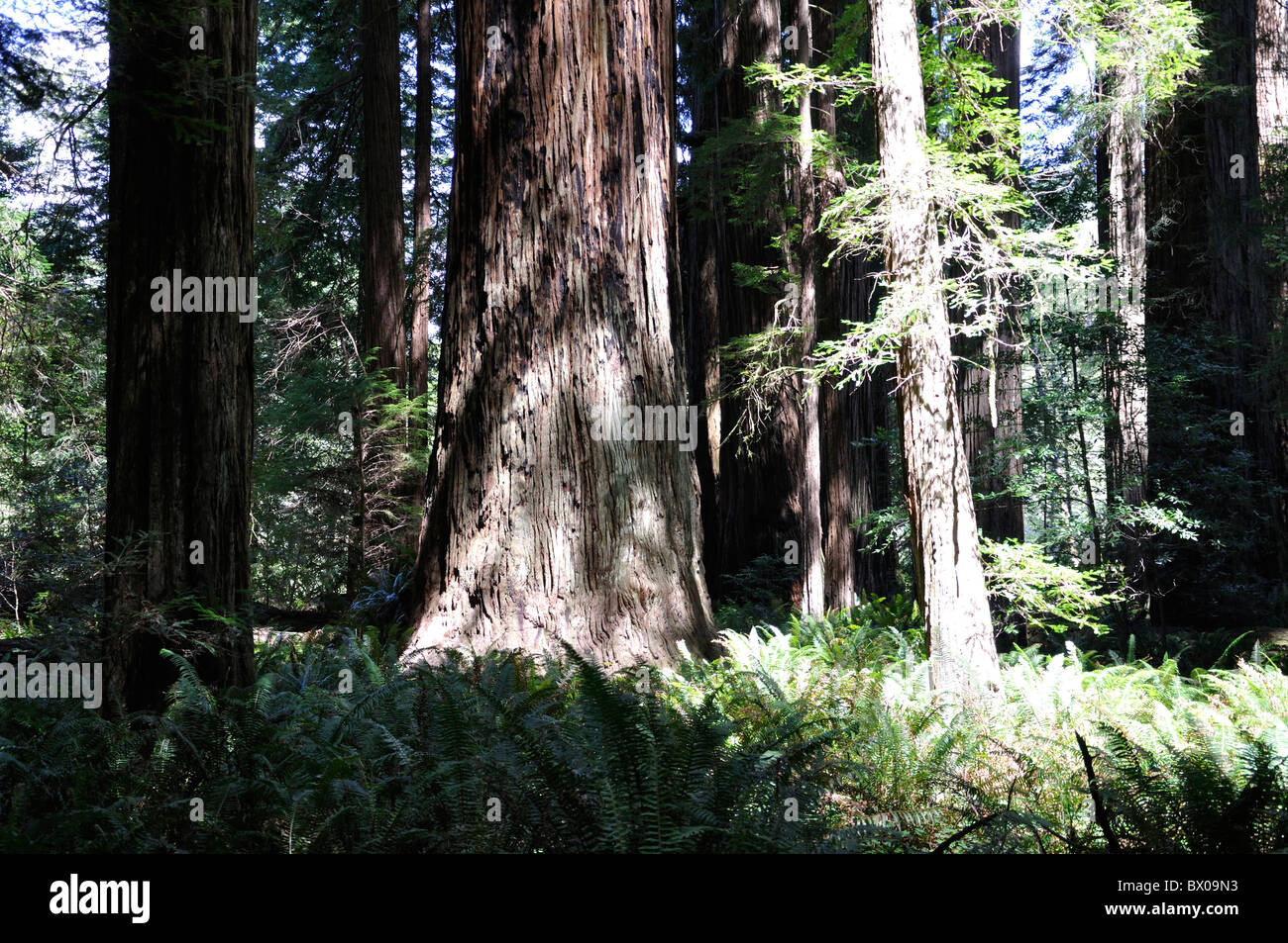 Redwoods National Park, California, USA Stock Photo - Alamy