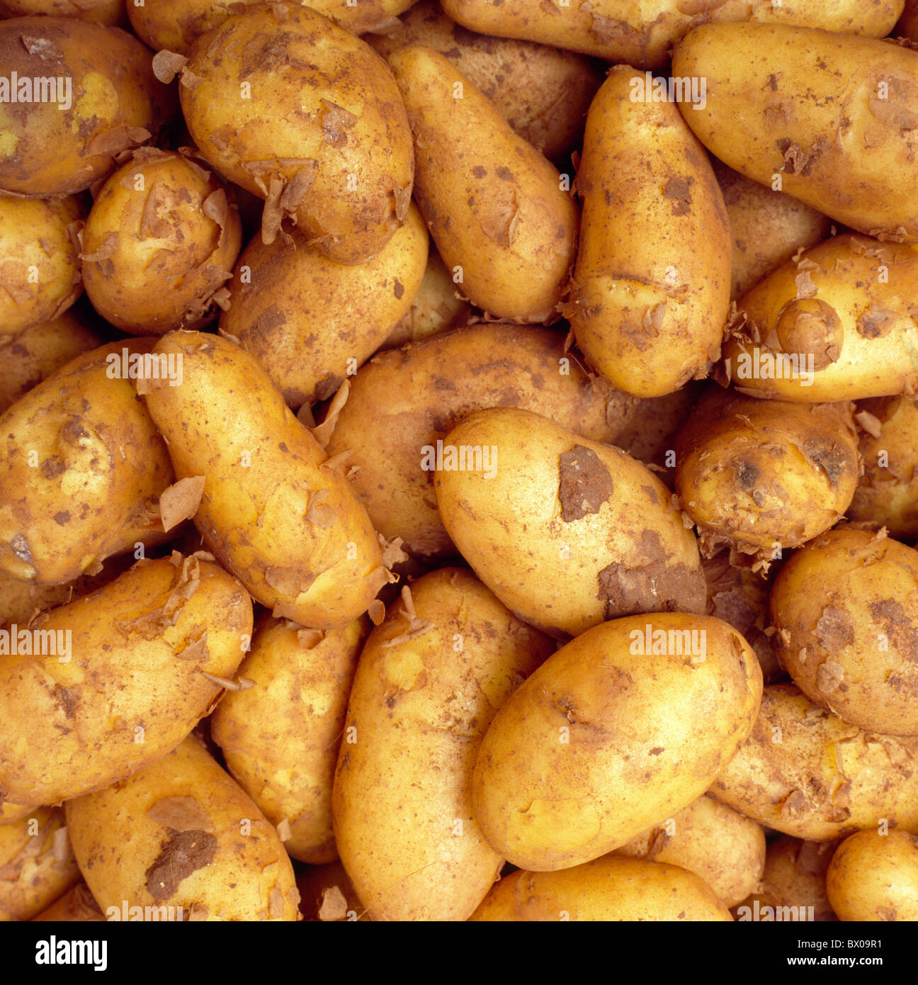 ground bottom earth food feeding food eating vegetables potato food ...
