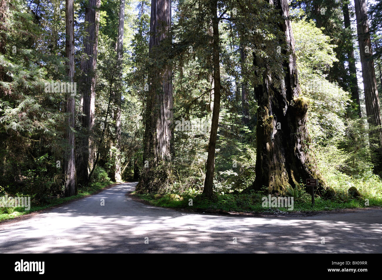 Redwoods National Park, California, USA Stock Photo - Alamy