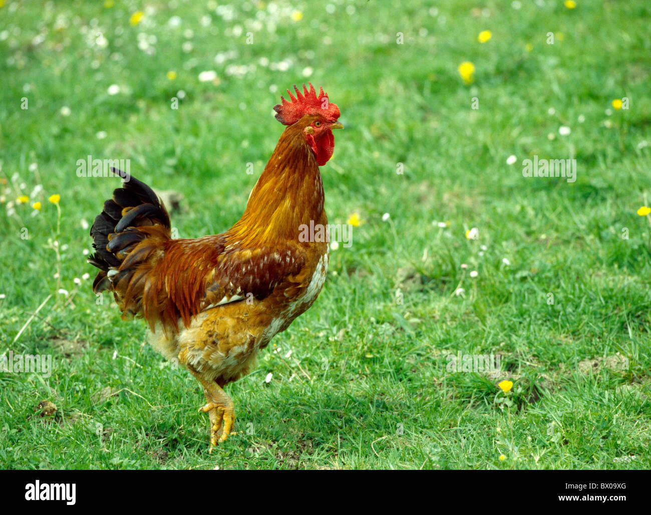 biology biological food feeding food eating fowl field cock powerfully ...