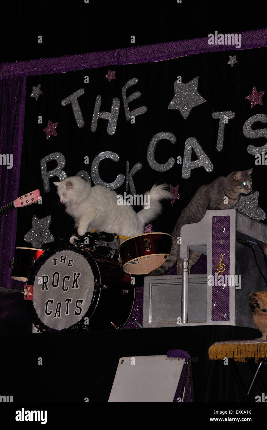 Animal show with trained cats Stock Photo - Alamy