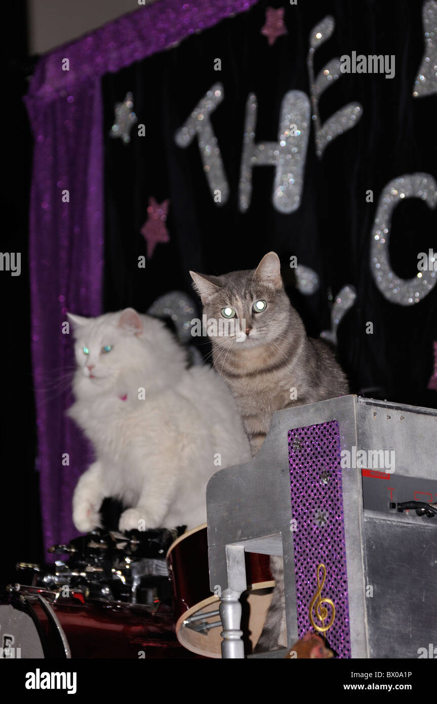 Animal show with trained cats Stock Photo - Alamy