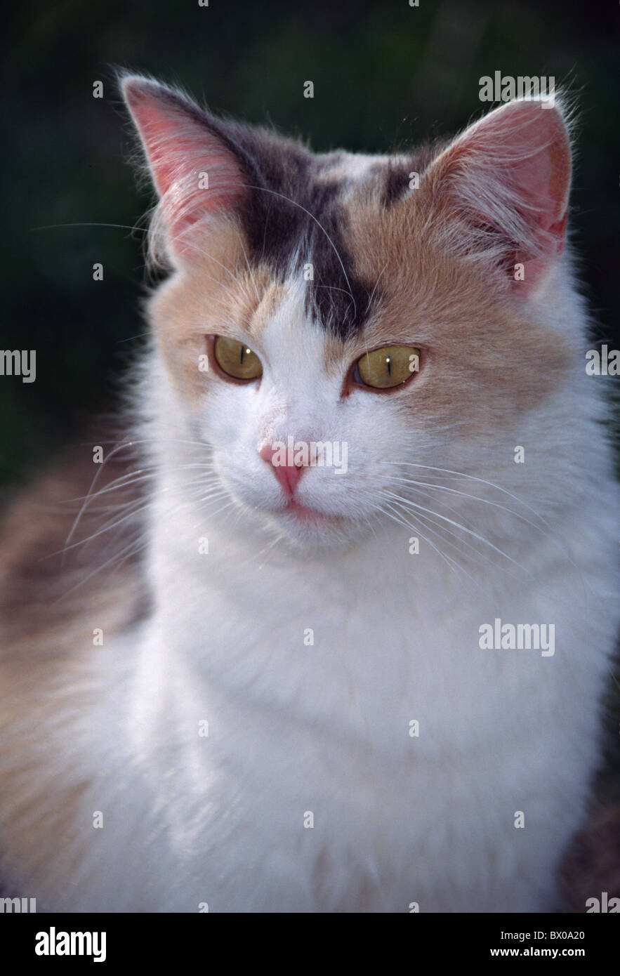 Mammal beast hi-res stock photography and images - Alamy