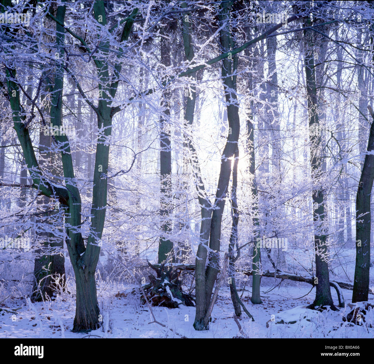 tree ice emotion peaceful feeling emotion back light season scenery ...