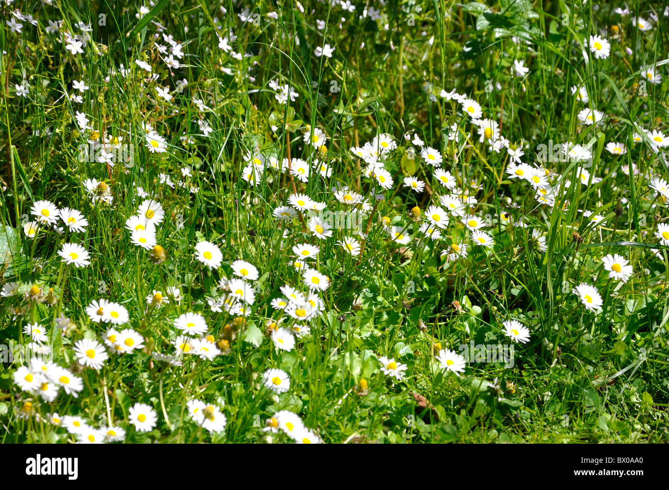 Daisy - Bellis perennis - Northern California, USA Stock Photo - Alamy