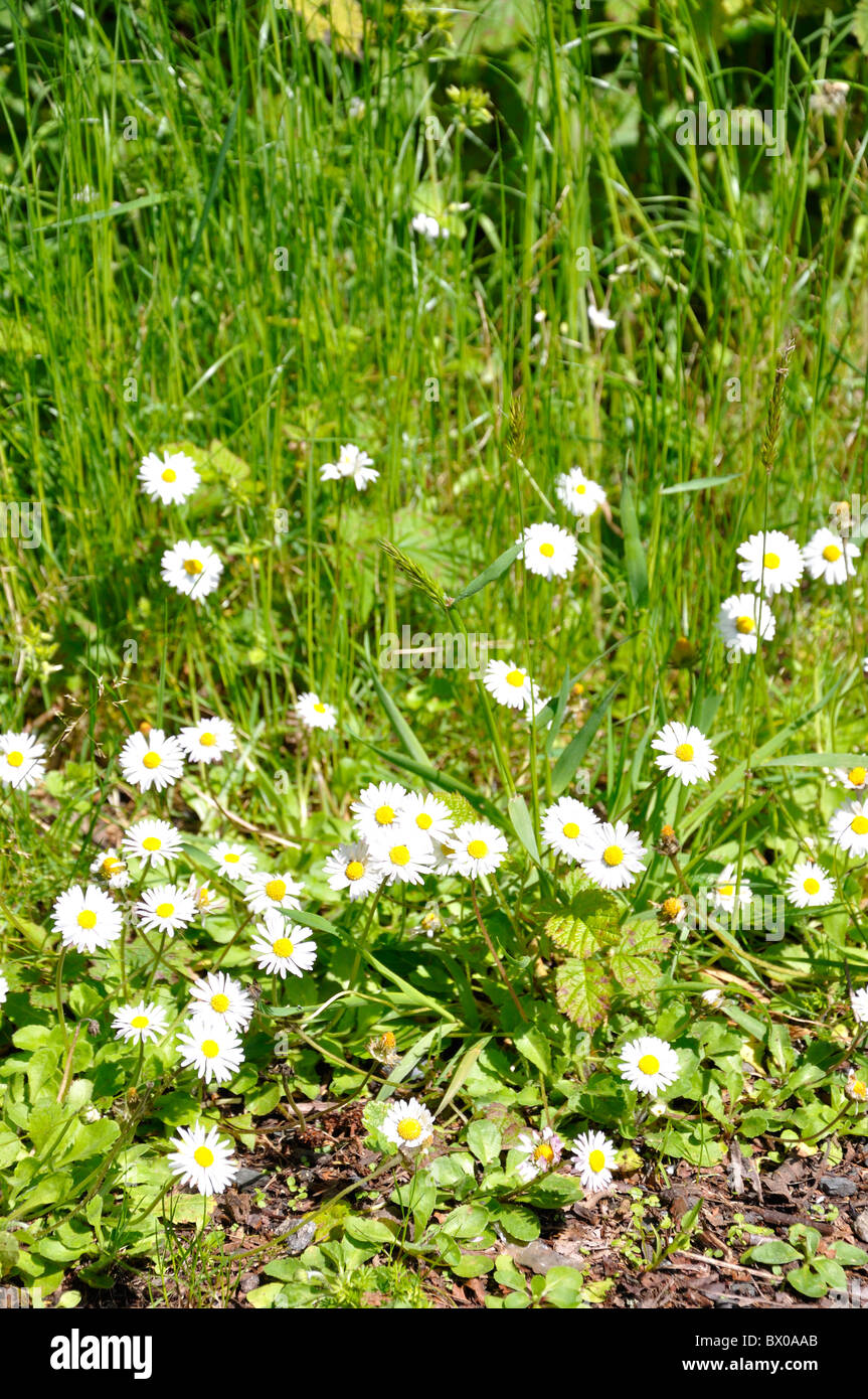 Daisy - Bellis perennis - Northern California, USA Stock Photo - Alamy