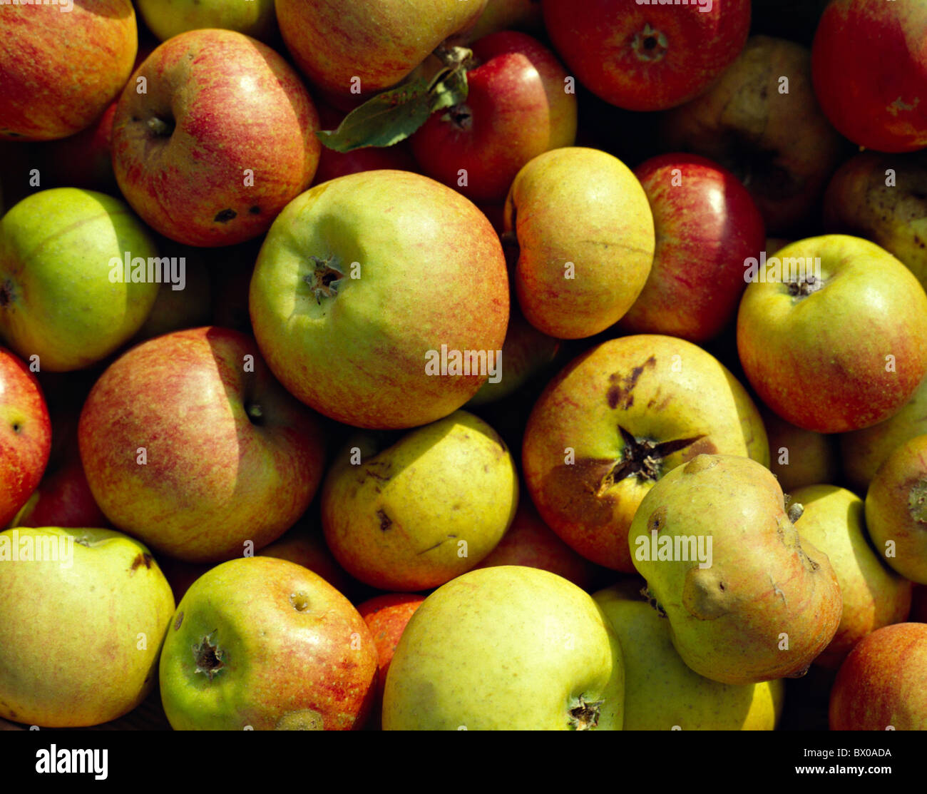 apple fruit nature fruit plant still life vitamin food eating Stock ...