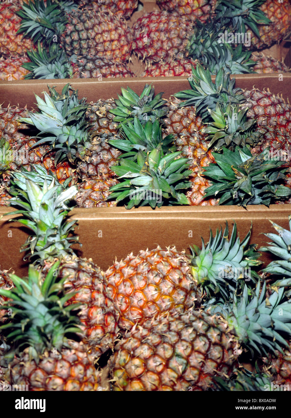 Biology figures hi-res stock photography and images - Alamy