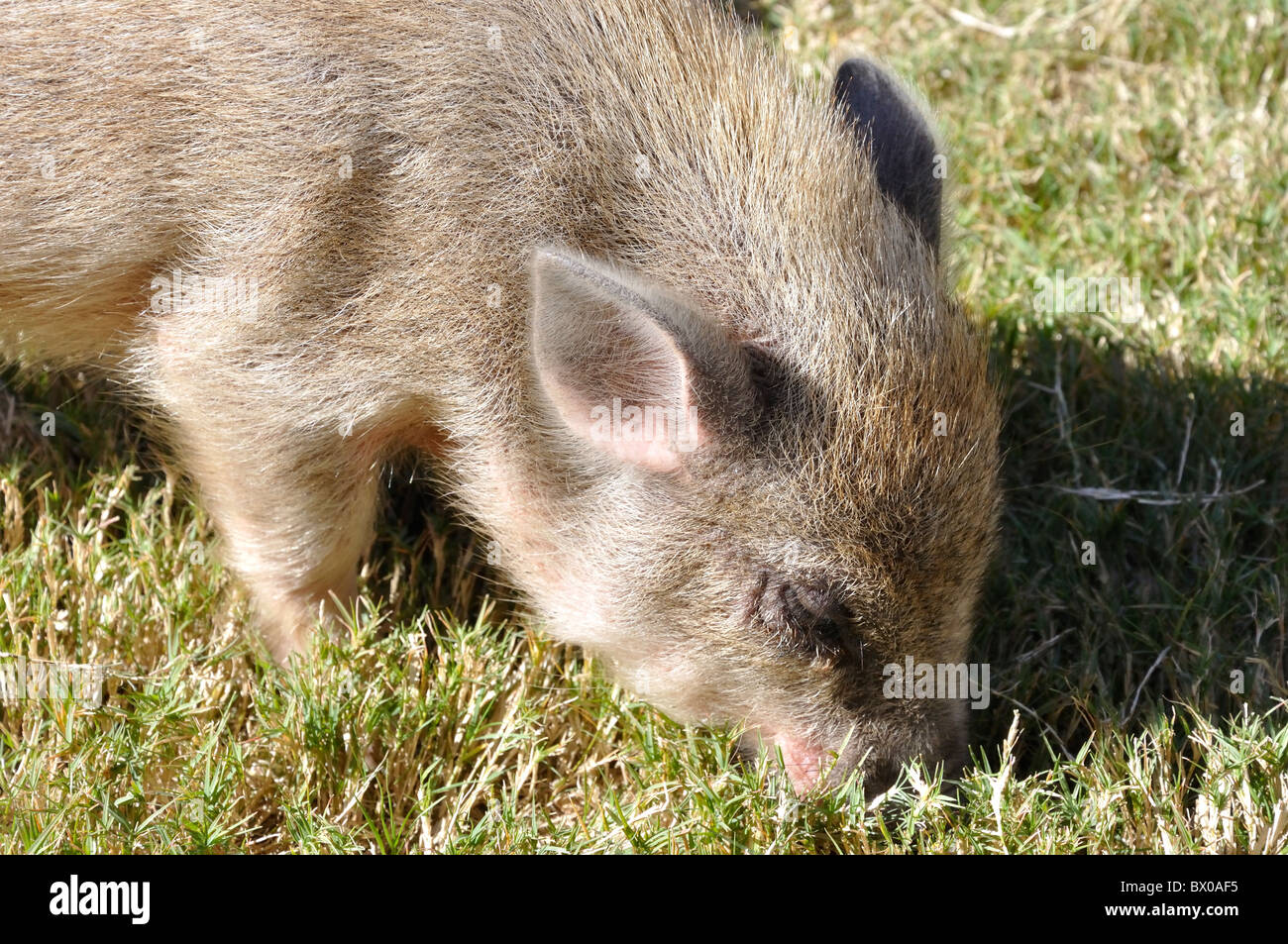 Little pet pig eating Stock Photo - Alamy