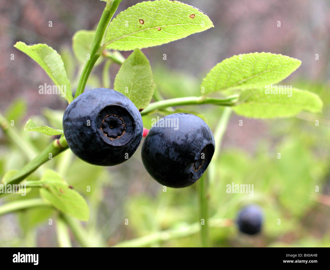 berry berries close up unites single food feeding food eating harvest ...