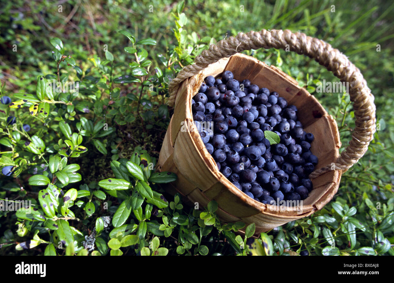 berry berries blueberry basket basket summer shrub bush vitamin fully ...