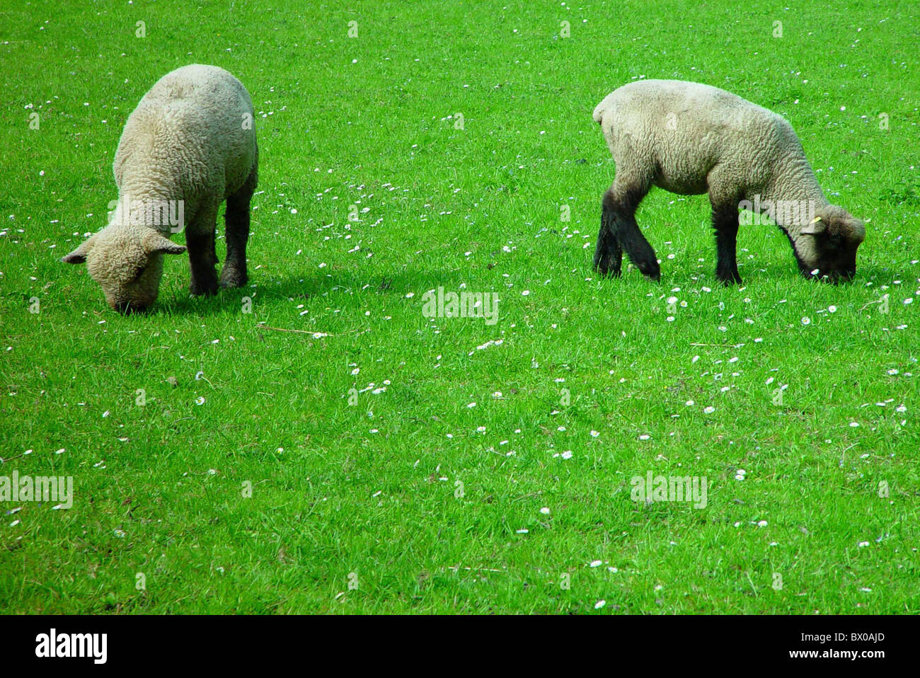 flowers daisies graze green lamb benefit animals sheep sheep animals ...