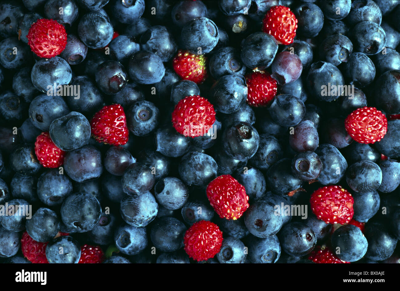 berry berries blue bright colours close up taste healthy blueberry ...