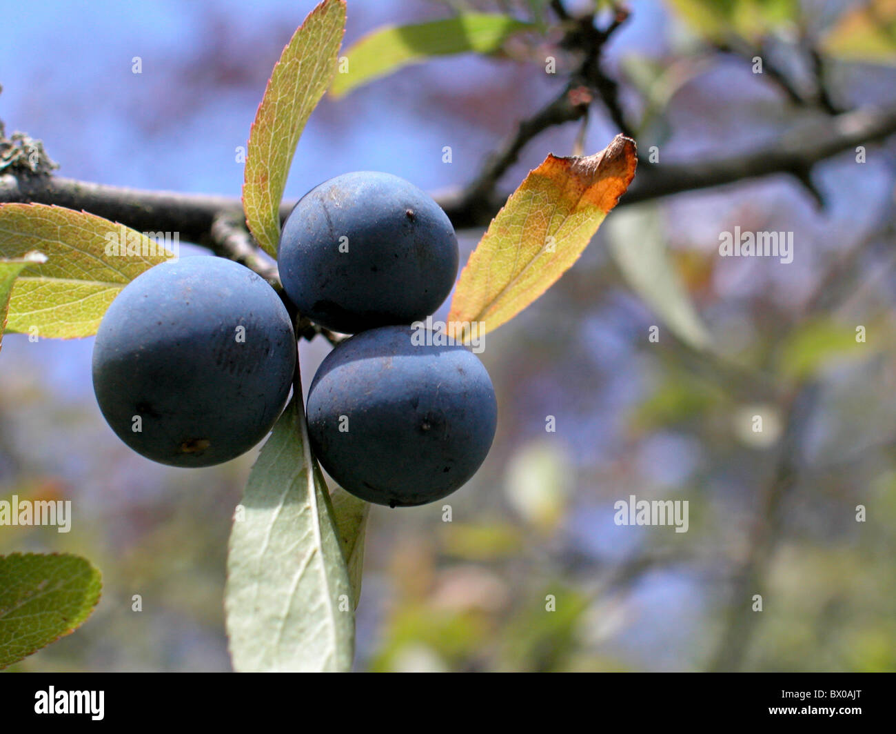 berry berries leaf leaves bright colours close up unites single autumn ...