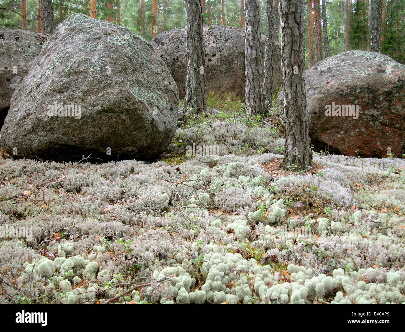 cliff rock cliff rock vegetation Finland lichen granite scenery nature ...
