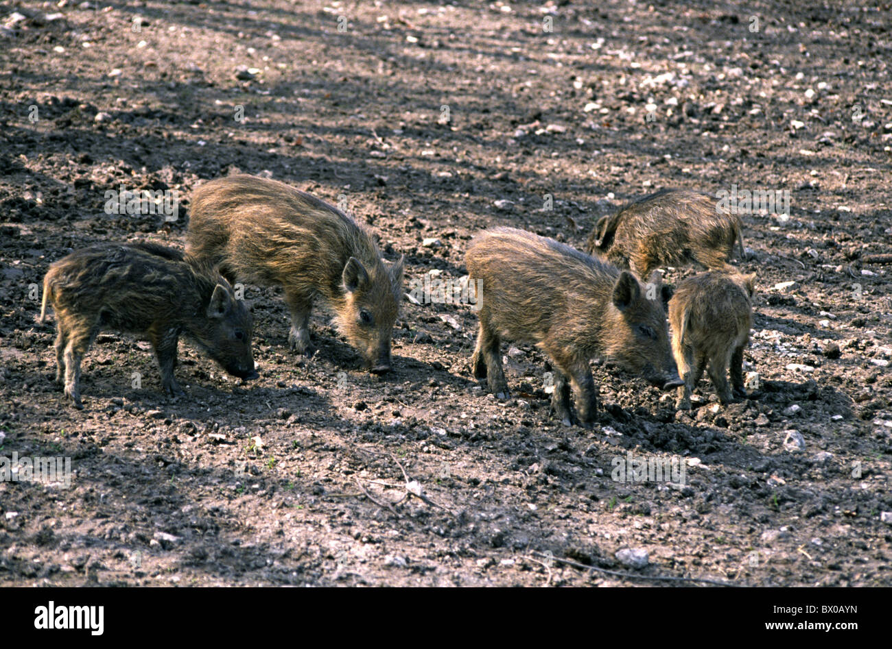 Bottom piglet hi-res stock photography and images - Alamy