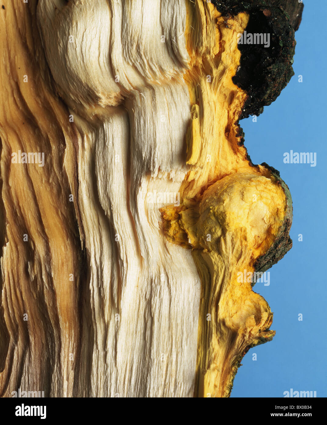 close up freshly yellow split wood bark pasture wood structure Stock ...