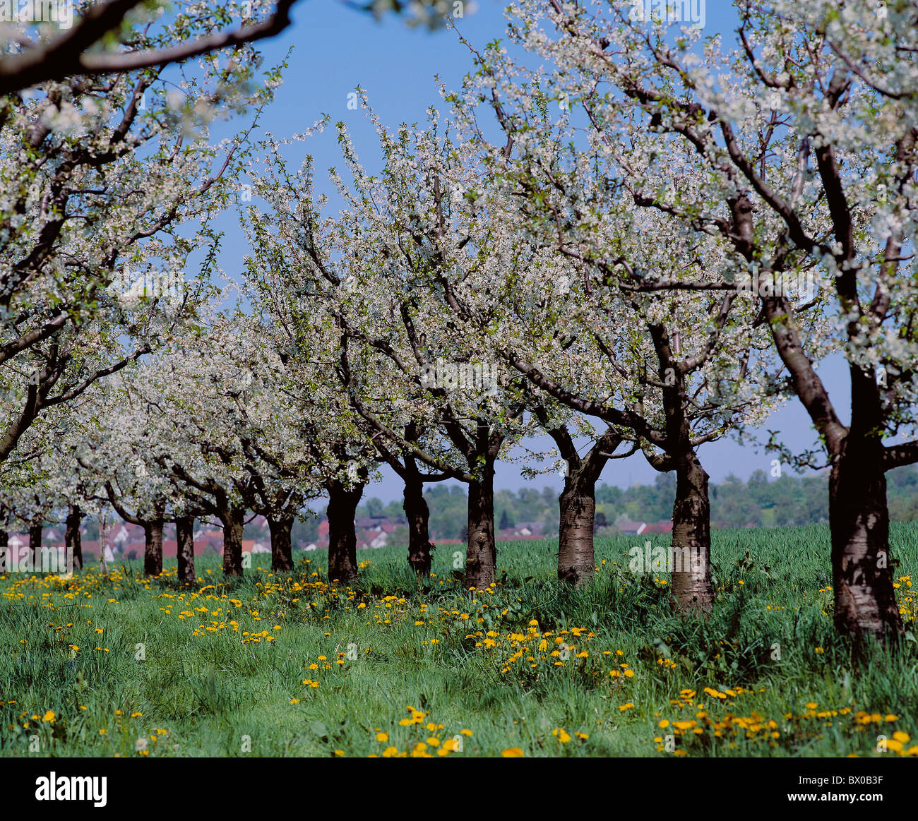 cherry trees blossom row meadow village spring Germany Europe Swabian ...