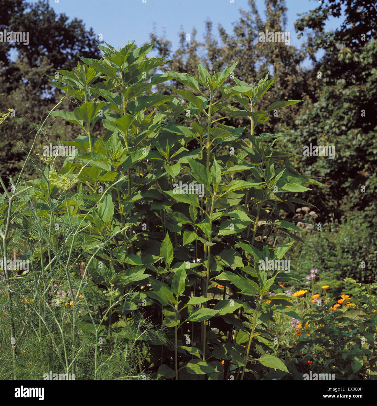 vegetables Topinambur Helianthus tuberosus plant green garden vegetable ...