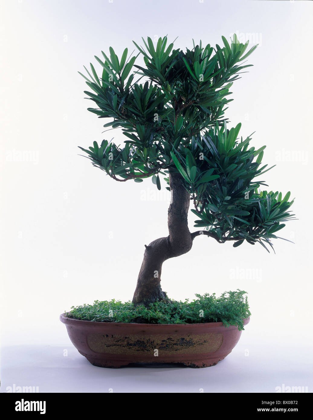 tree bonsai tradition Japan Asia Japan Asienisch nature plant tradition ...