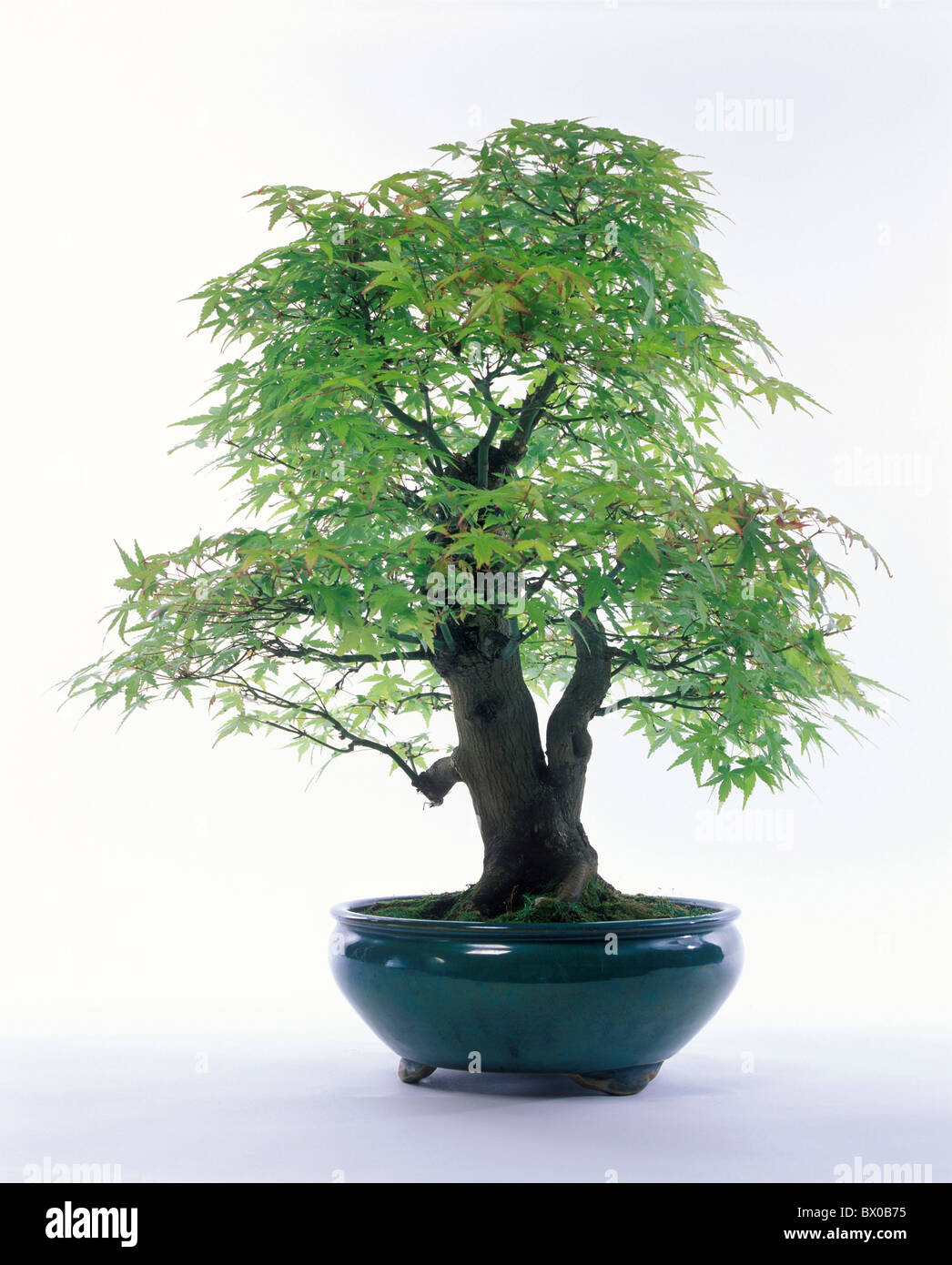 tree bonsai tradition Japan Asia Japan Asienisch nature plant tradition ...