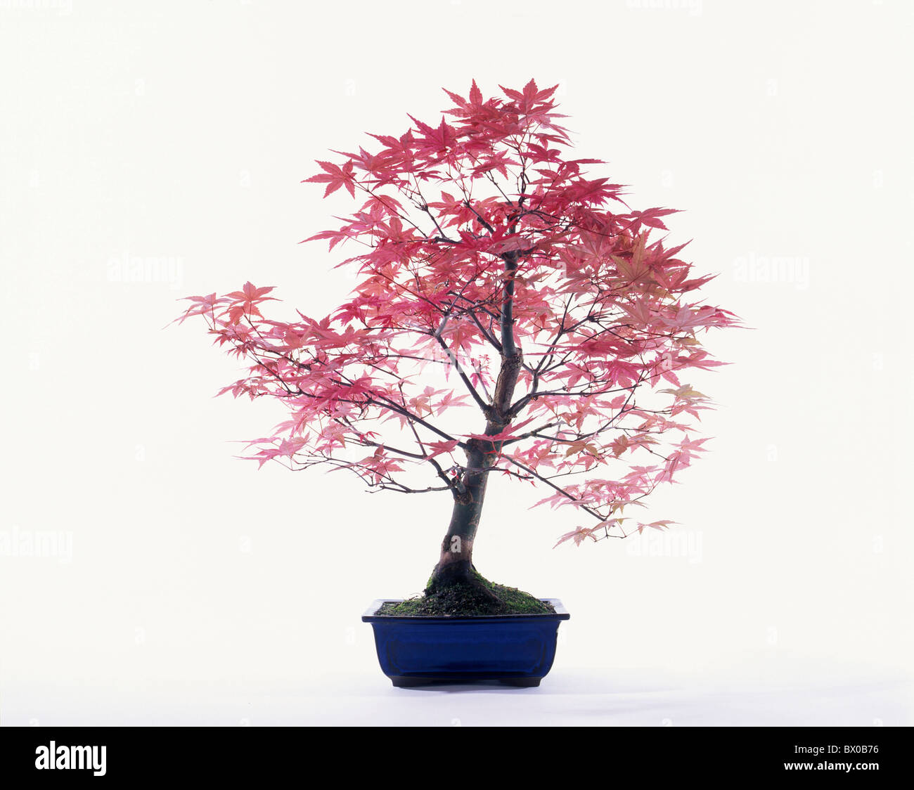 tree bonsai tradition Japan Asia Japan Asienisch nature plant tradition ...