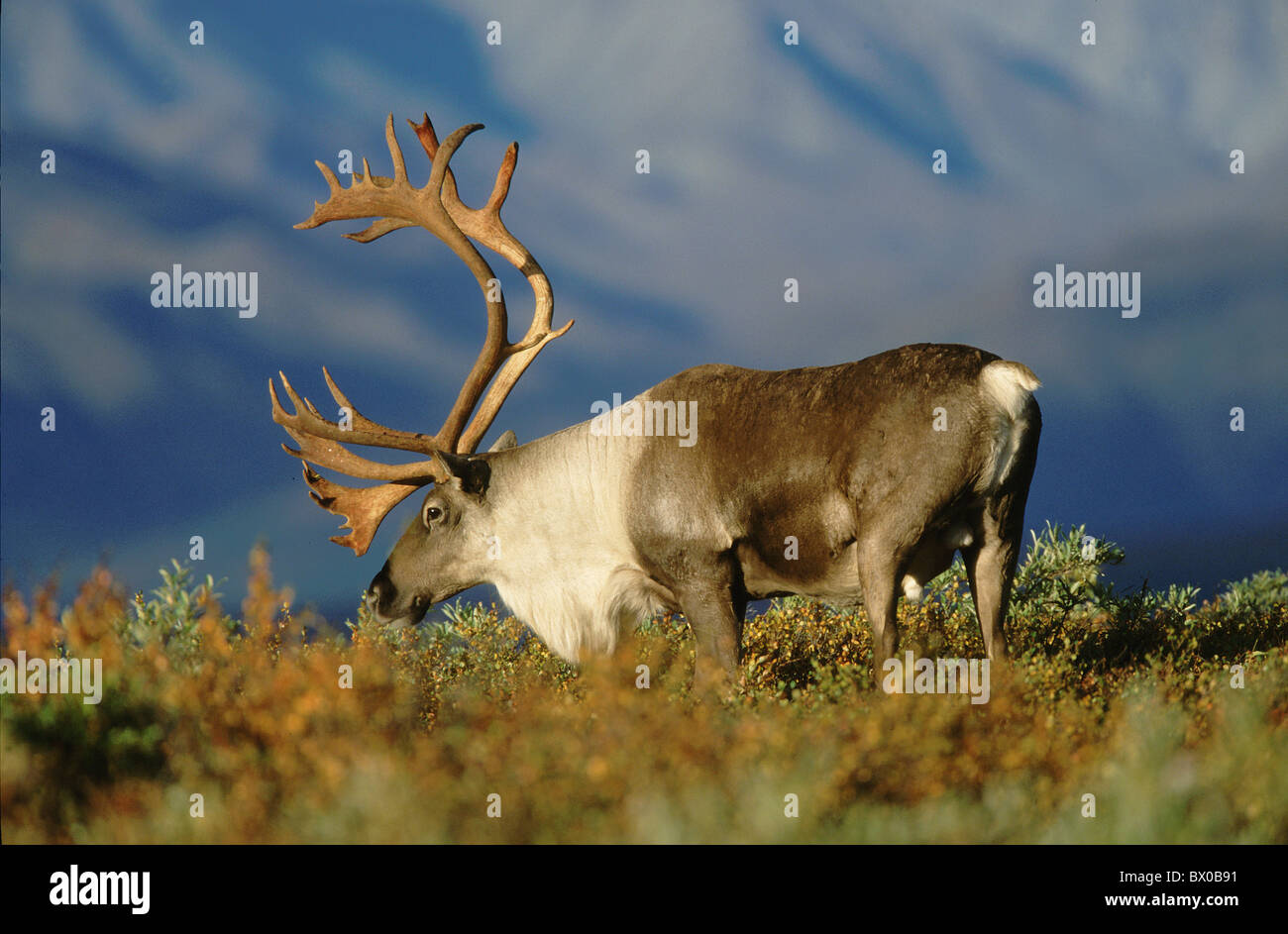 evening light Alaska rank rutting season bull Caribou Denali stands ...