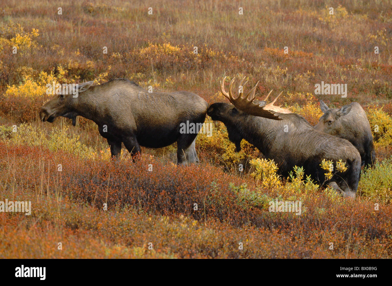 Alces alces approximate approach rapprochement rutting season in heat ...