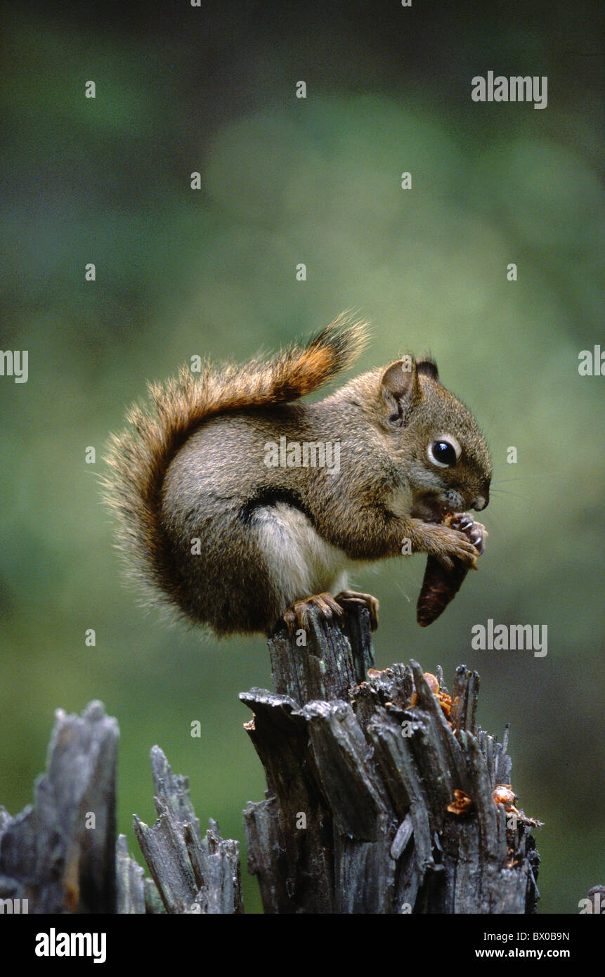 Canada North America Alberta squirrel Jasper national park portrait ...
