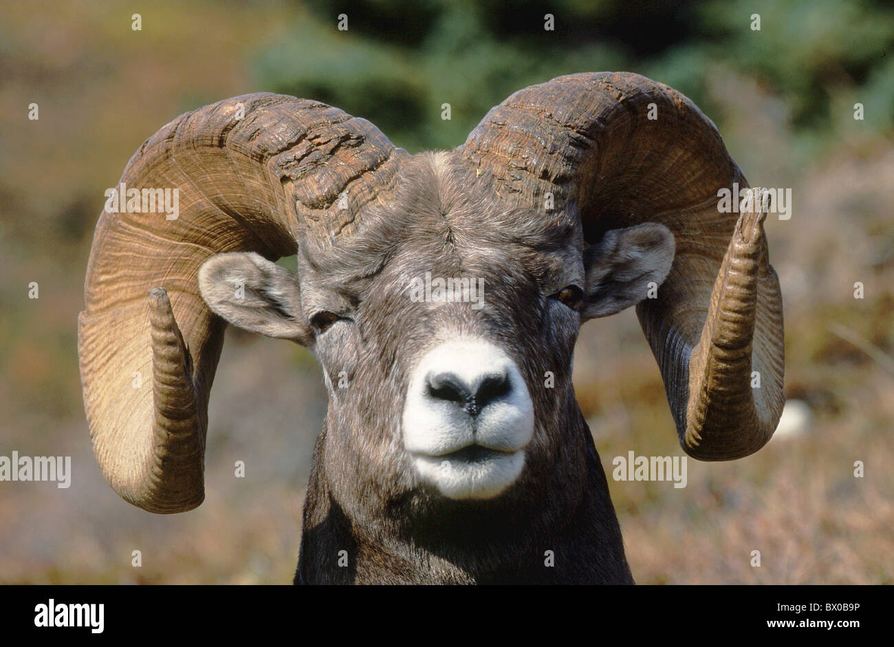 Alberta Bighorn Sheep goat brown tones rutting season thick horn sheep ...