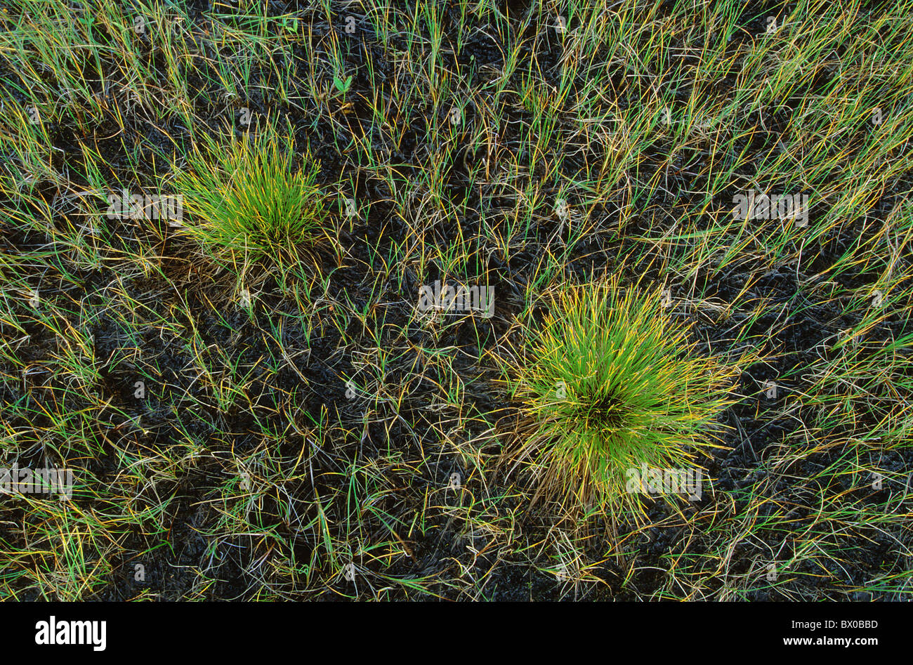 Alaska grass grass bundle grass marsh marsh grass USA America North ...