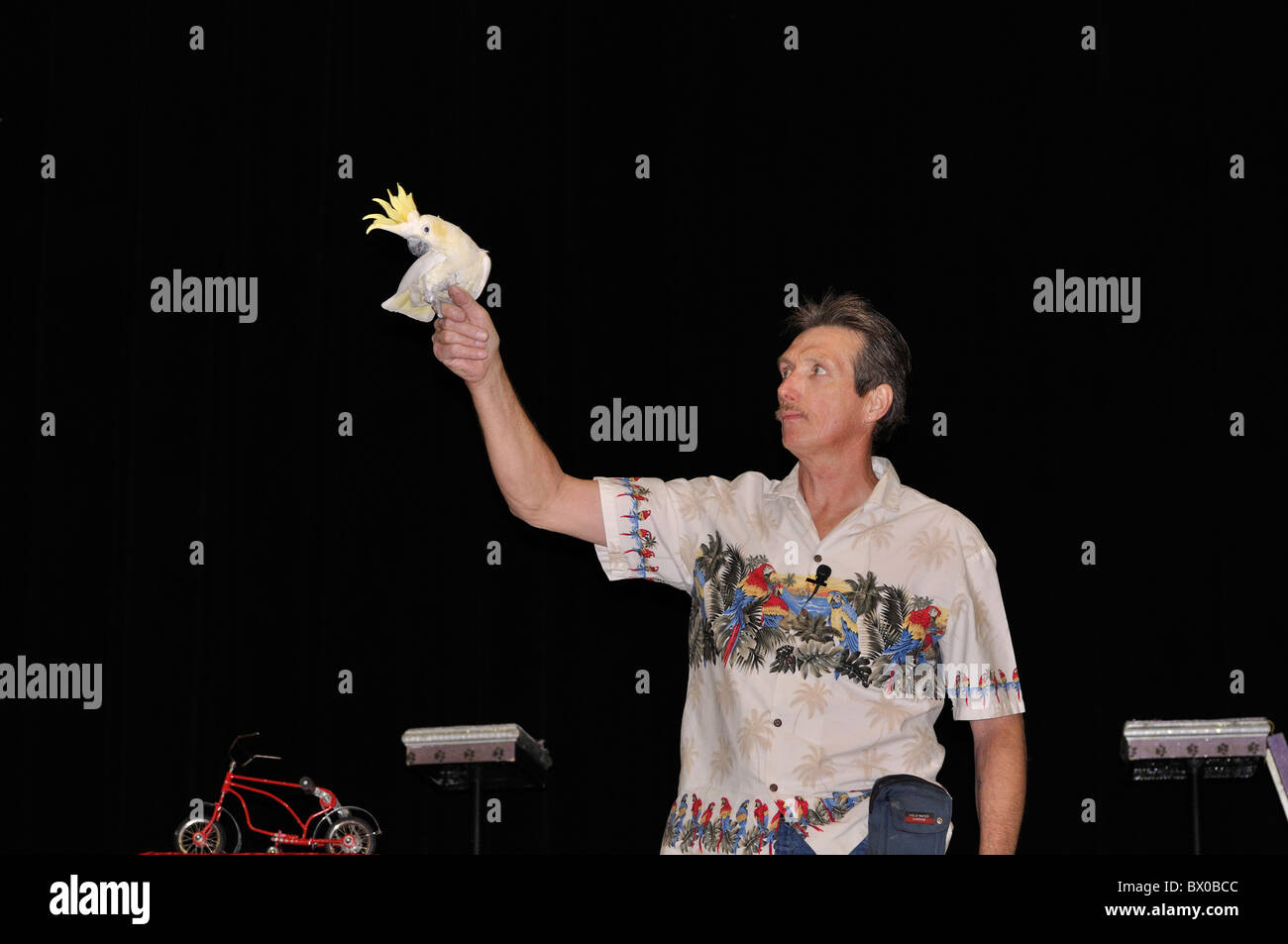 Animal show with trained bird Stock Photo - Alamy