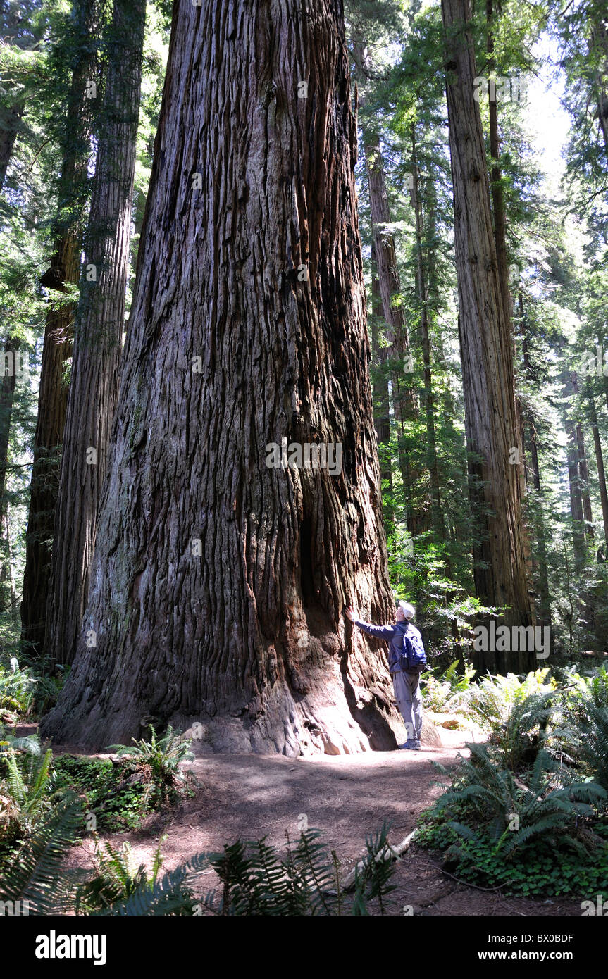 Redwoods National Park, California, USA Stock Photo - Alamy