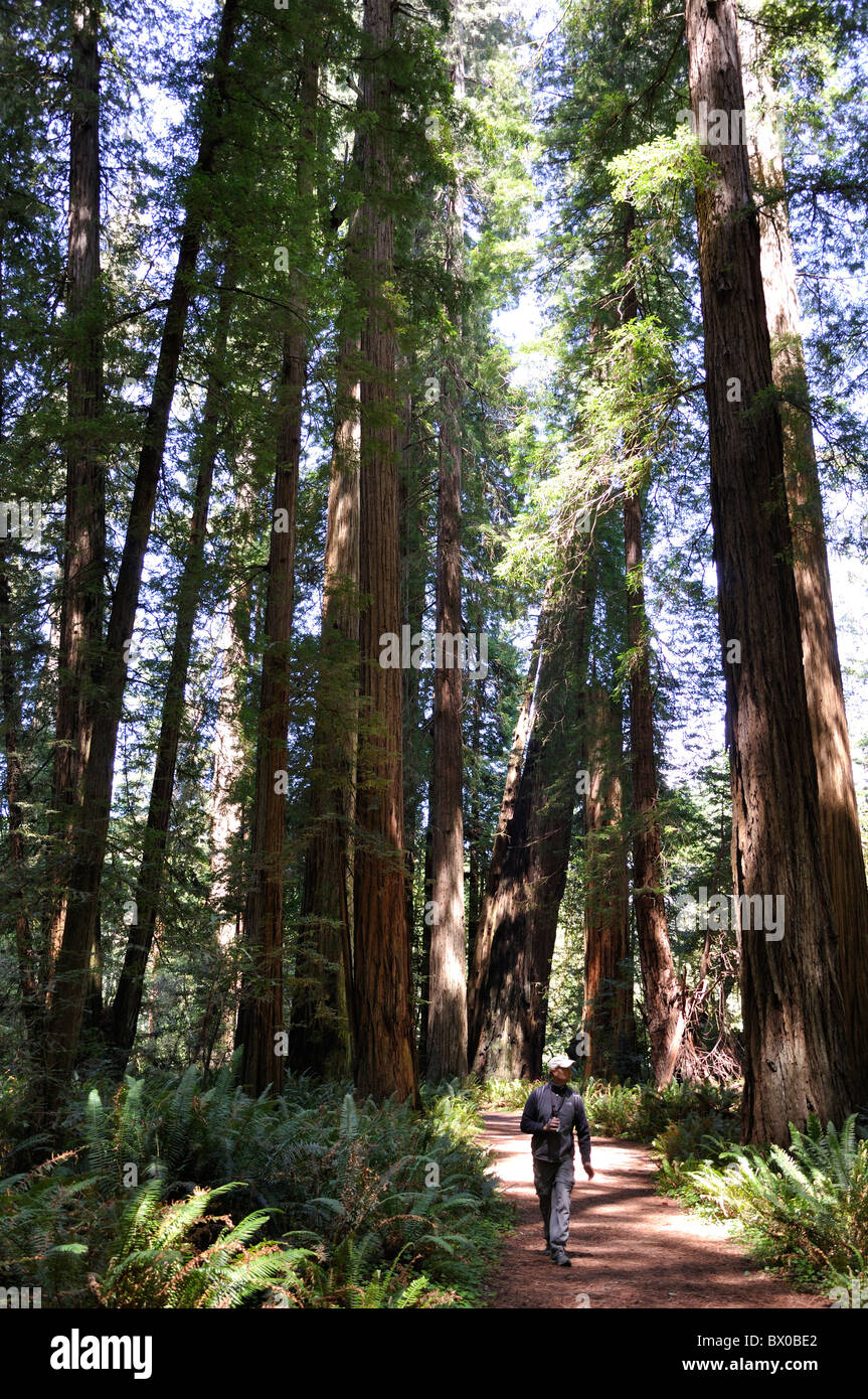 Redwoods National Park, California, USA Stock Photo - Alamy