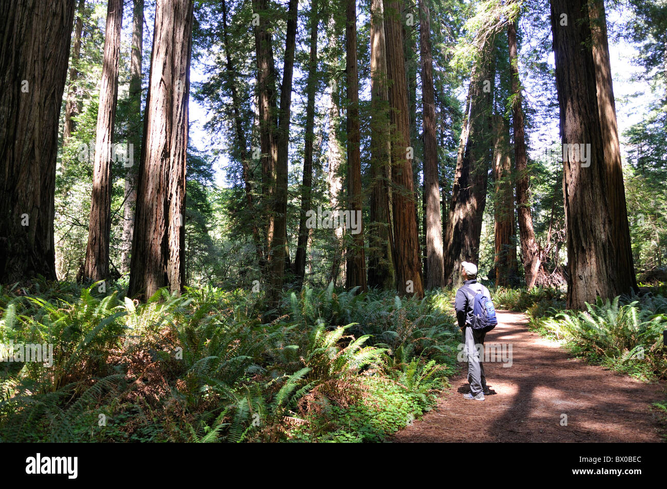 Redwoods National Park, California, USA Stock Photo - Alamy