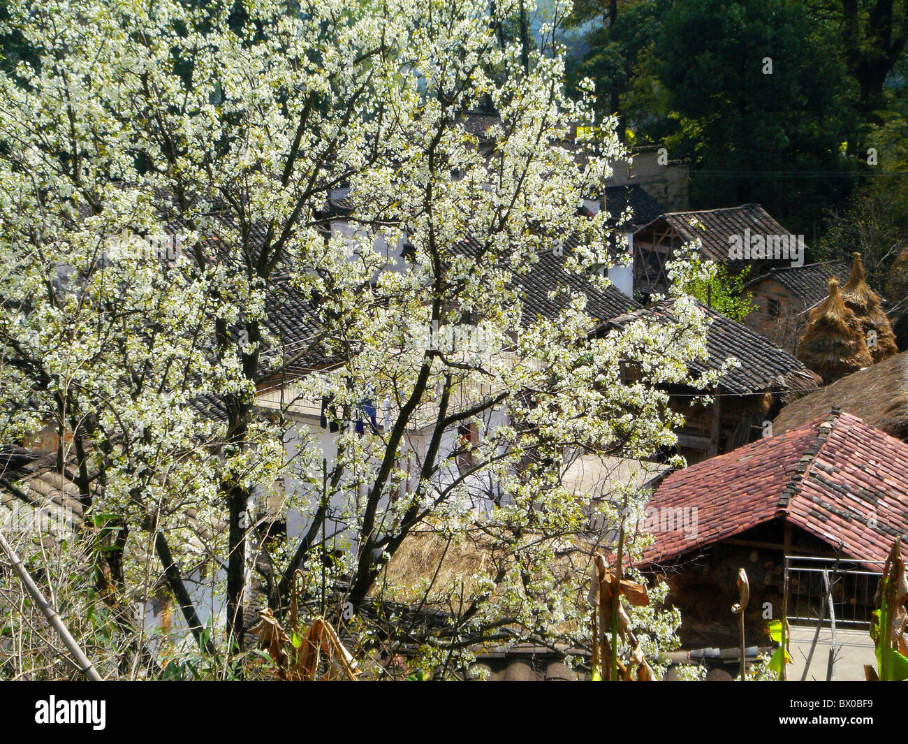 Traditional Hui style homes in a village, Jixi, Anhui Province, China ...