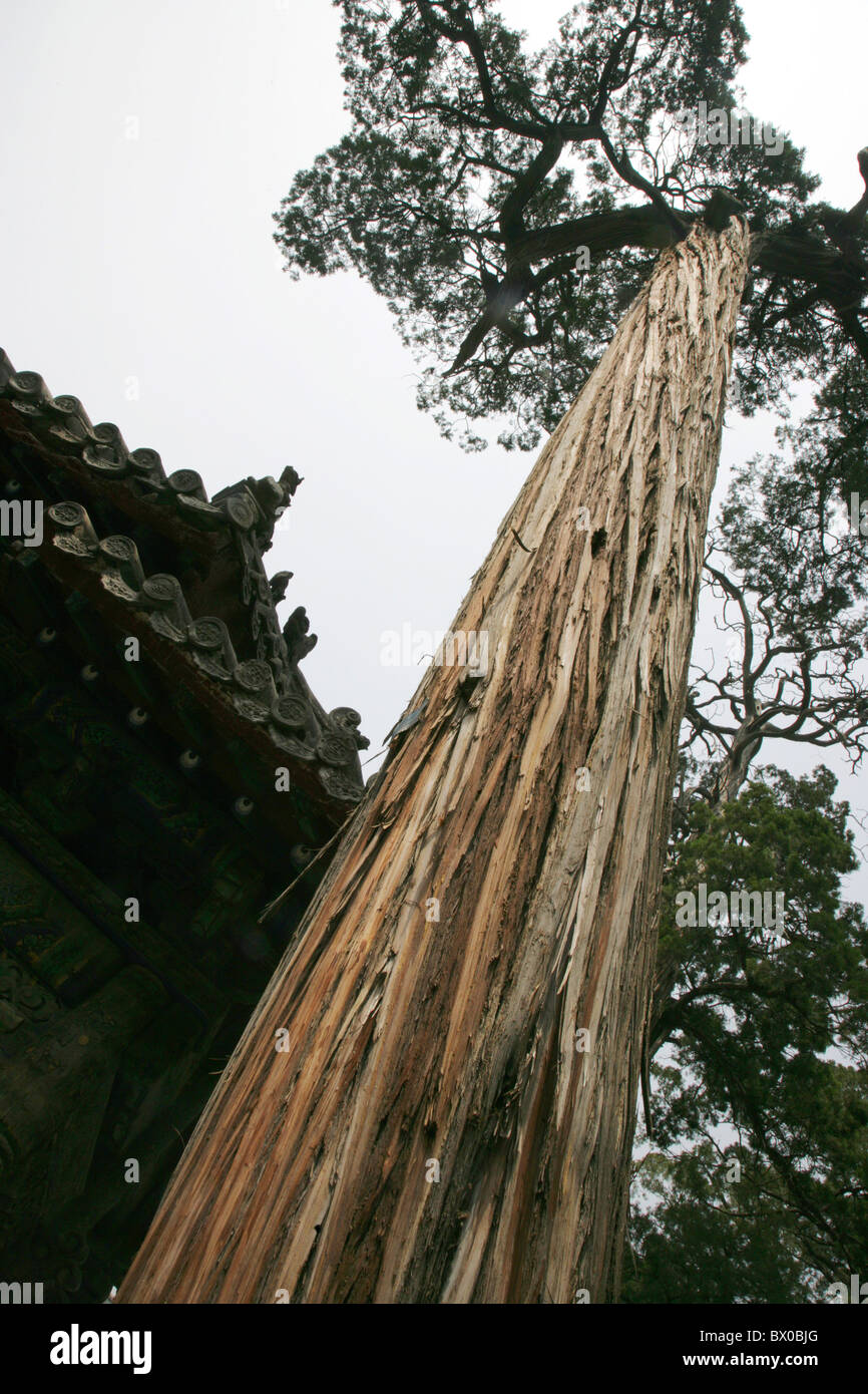 Ancient Cypress tree, Temple of Confucius, Qufu, Shangdong Province ...