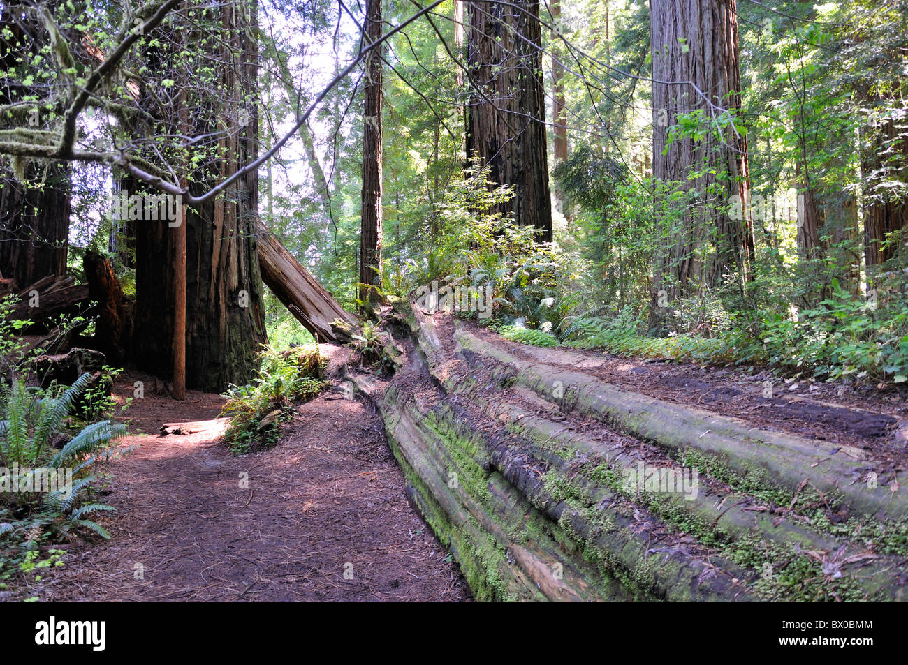 Redwoods National Park, California, USA Stock Photo - Alamy