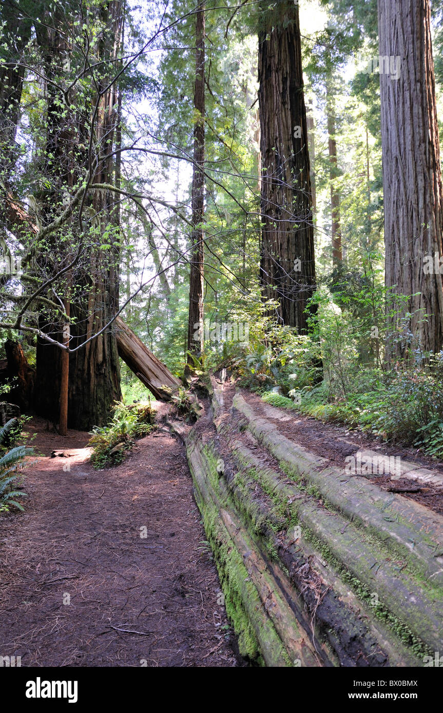 Redwoods National Park, California, USA Stock Photo - Alamy