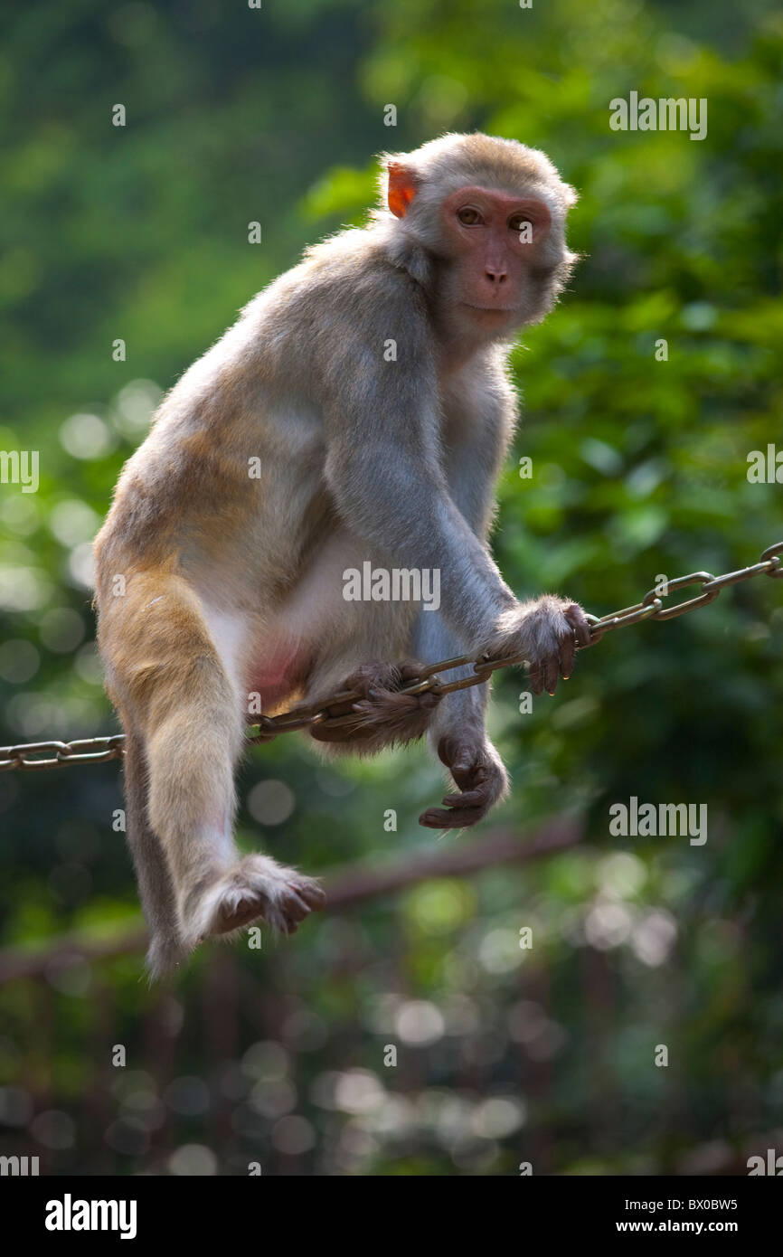Macaques monkey hanging on a chain, Longhushan, Detian Scenic Spot ...