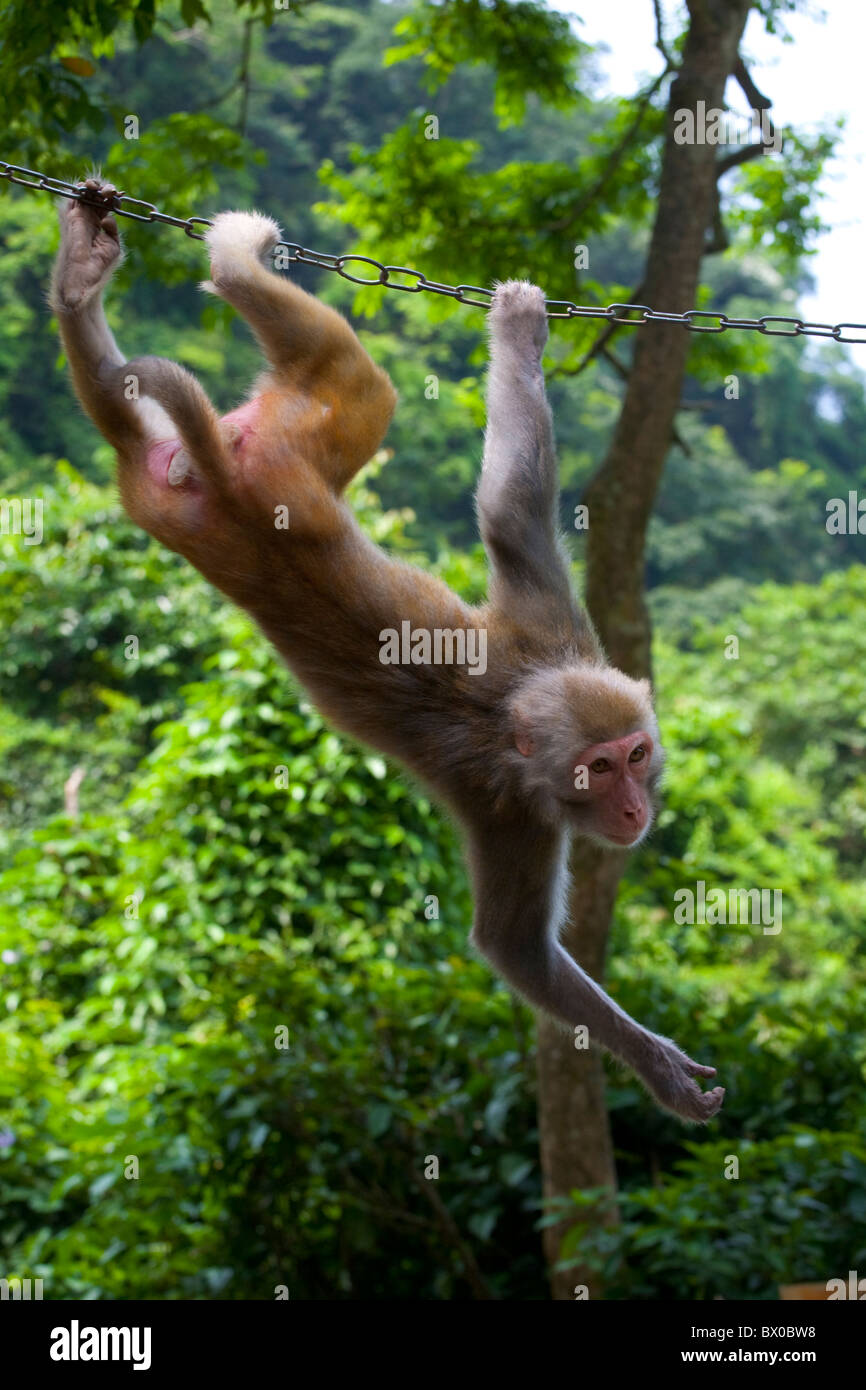 Macaques monkey hanging on a chain, Longhushan, Detian Scenic Spot ...